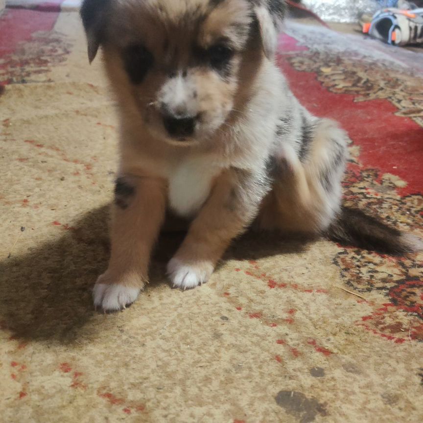 Щенки овчарки