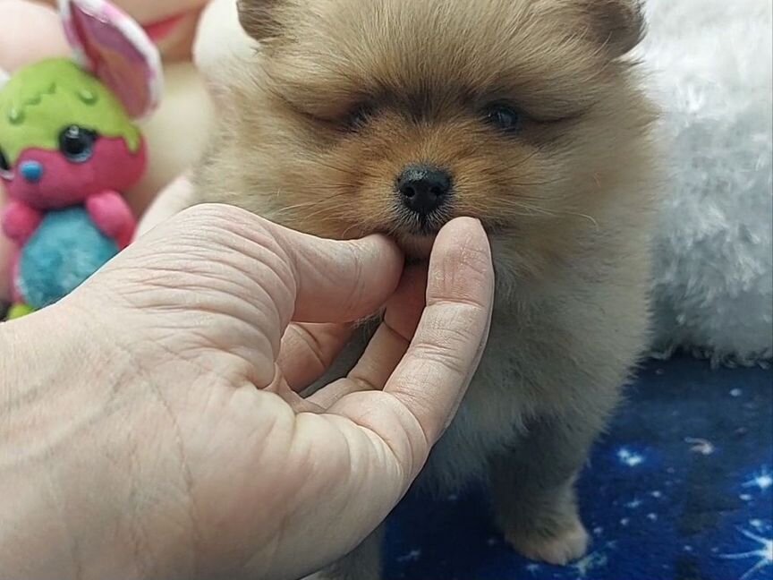 Шпиц померанский и малый рыжие девочки