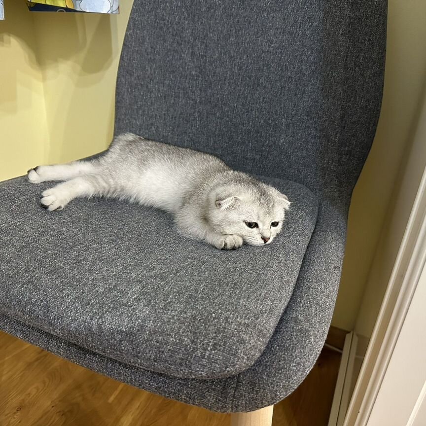 Британский вислоухий котенок