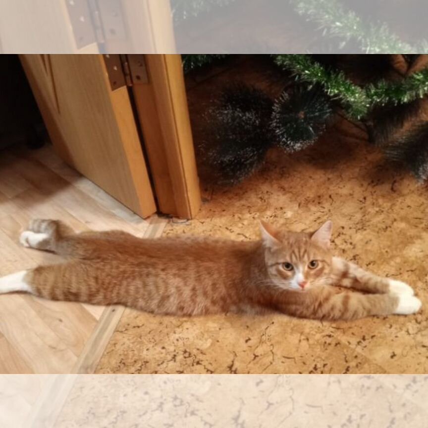 Курильский бобтейл короткошёрстный, взрослый кот