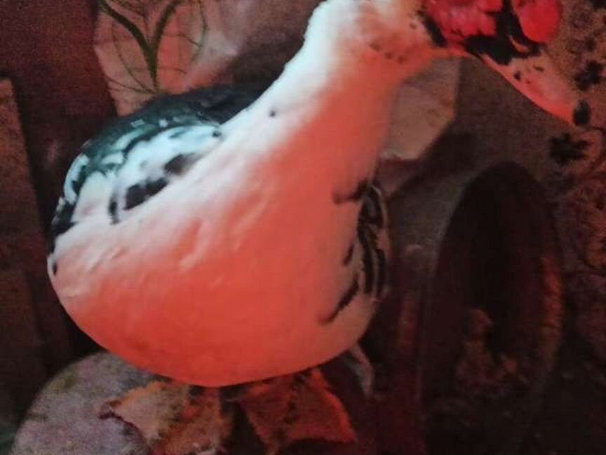 Селезни индоутки, утята