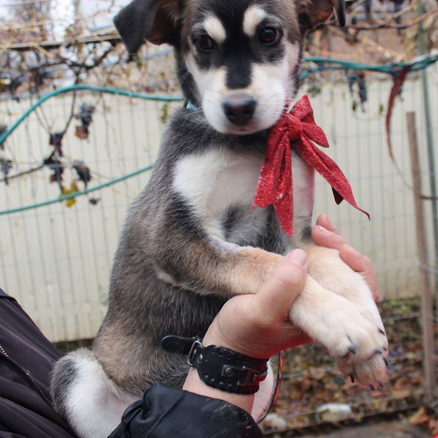 Девочка красавица