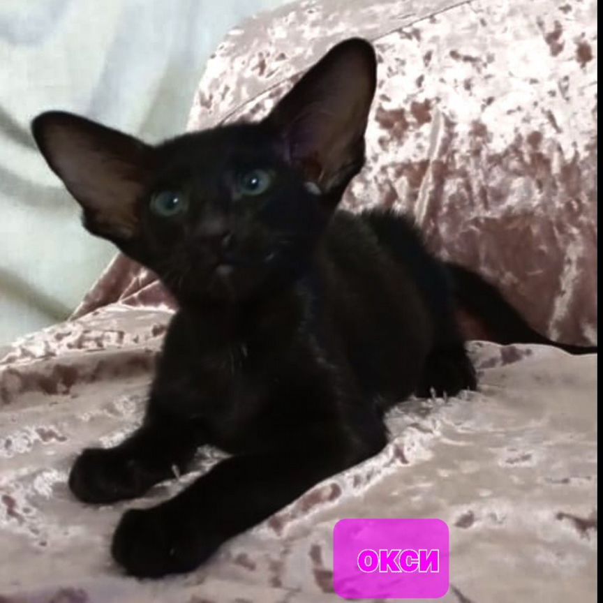 Ориентальные котята