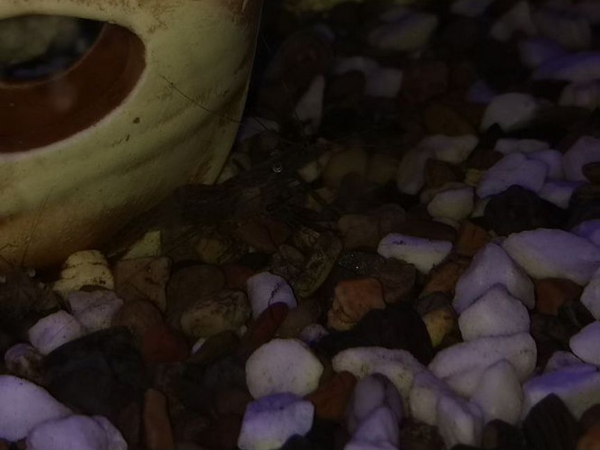 Аквариум с рыбами