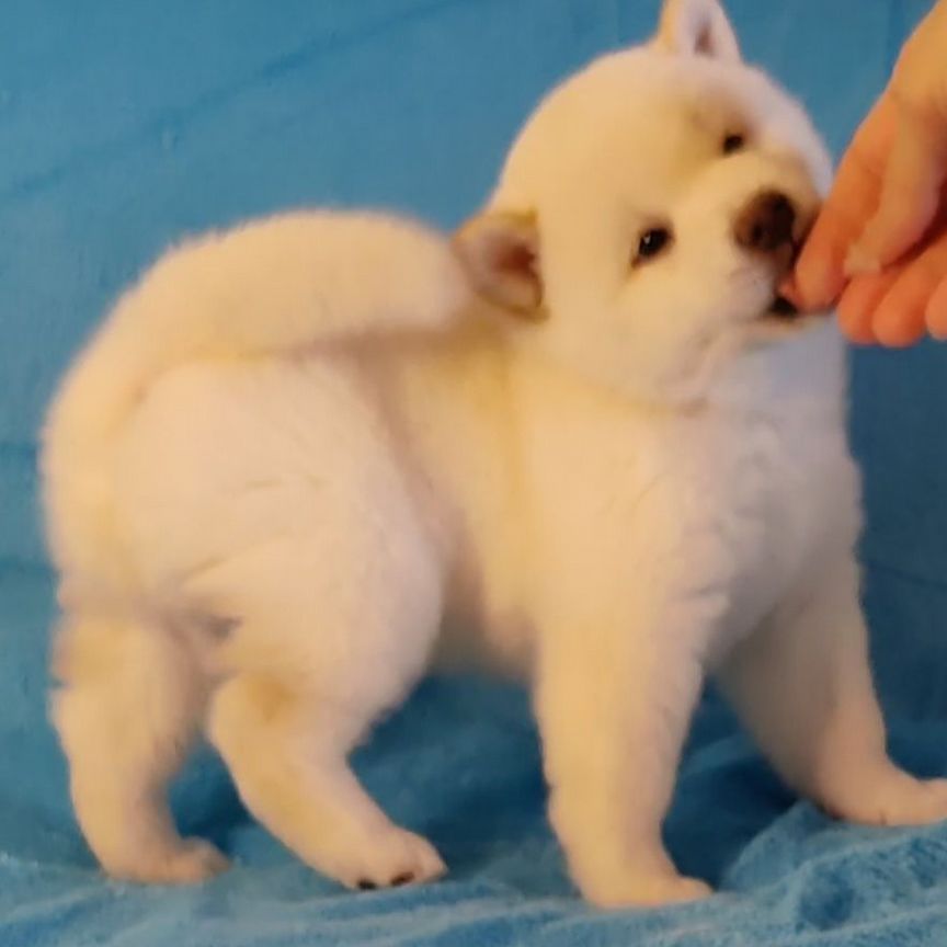 Сиба-ину, щенок