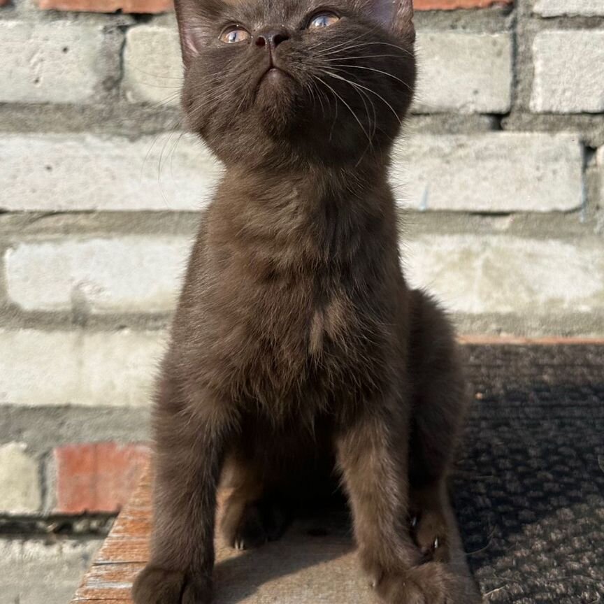 Котенок шотландский