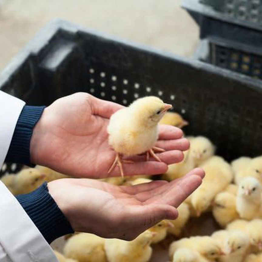 Петушки И курочки dominant-D-102