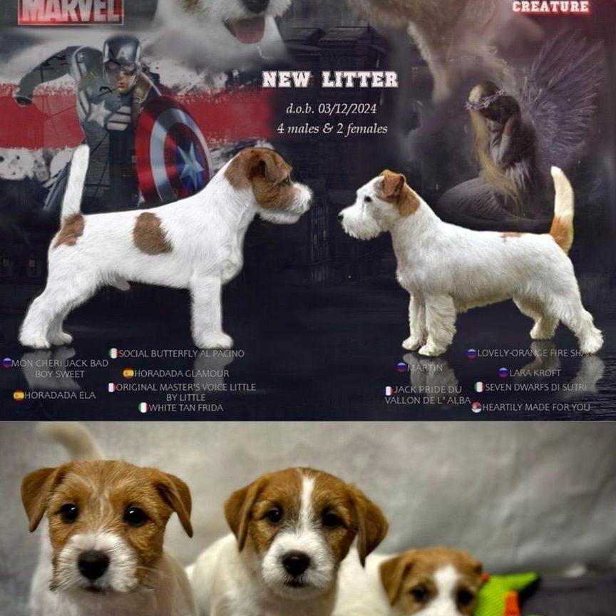 Щенки джек рассел терьер