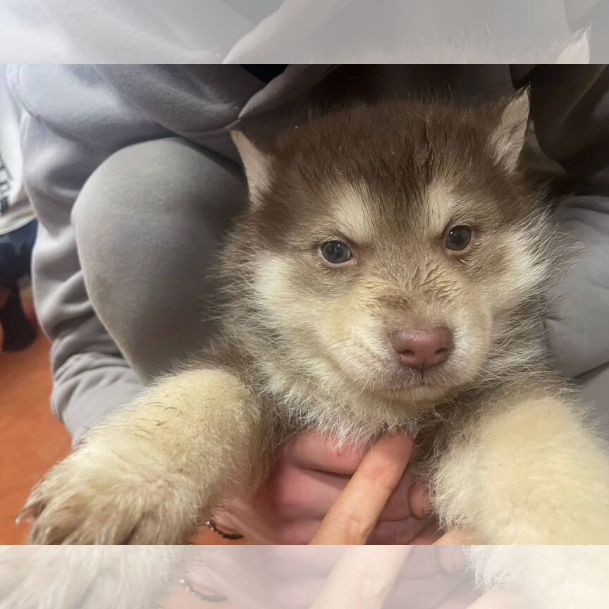 Сибирский хаски, щенок