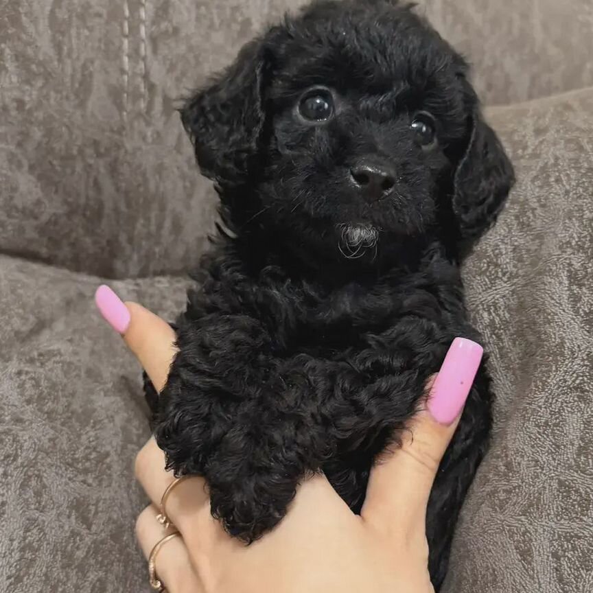 Мальтипу, щенок