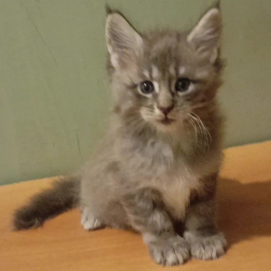 Котёнок мейн-кун мальчик около 2 месцяев