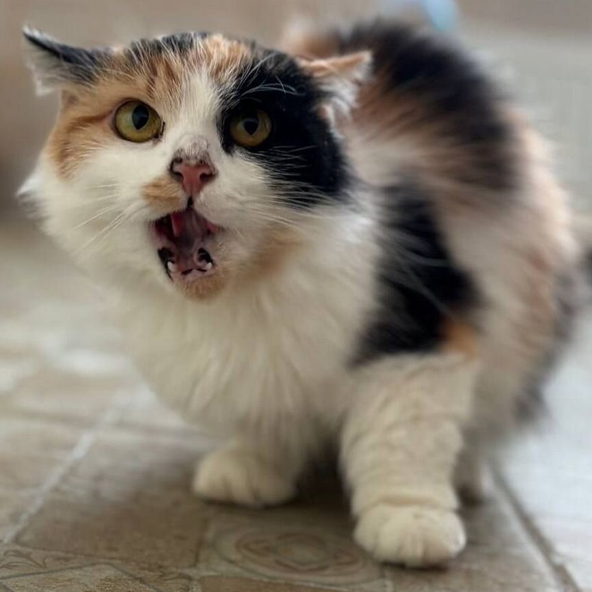 Взрослая, кошка в добрые руки