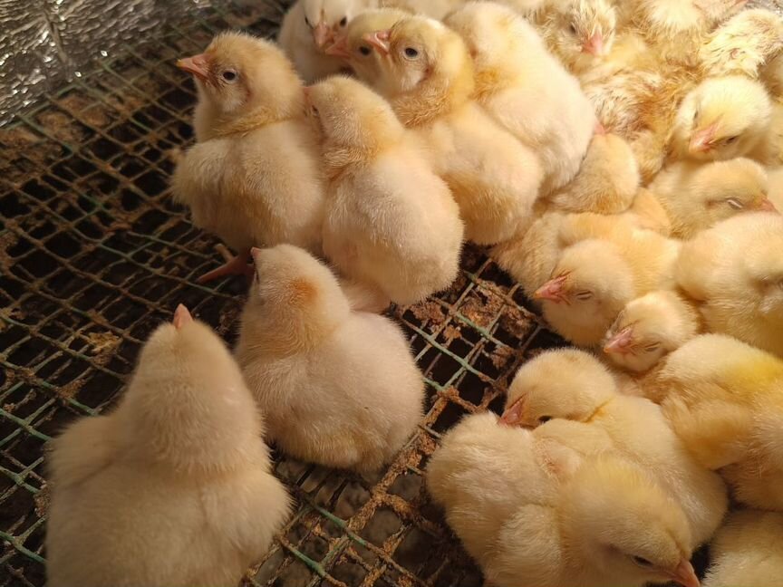 Цыплята бройлеры суточные