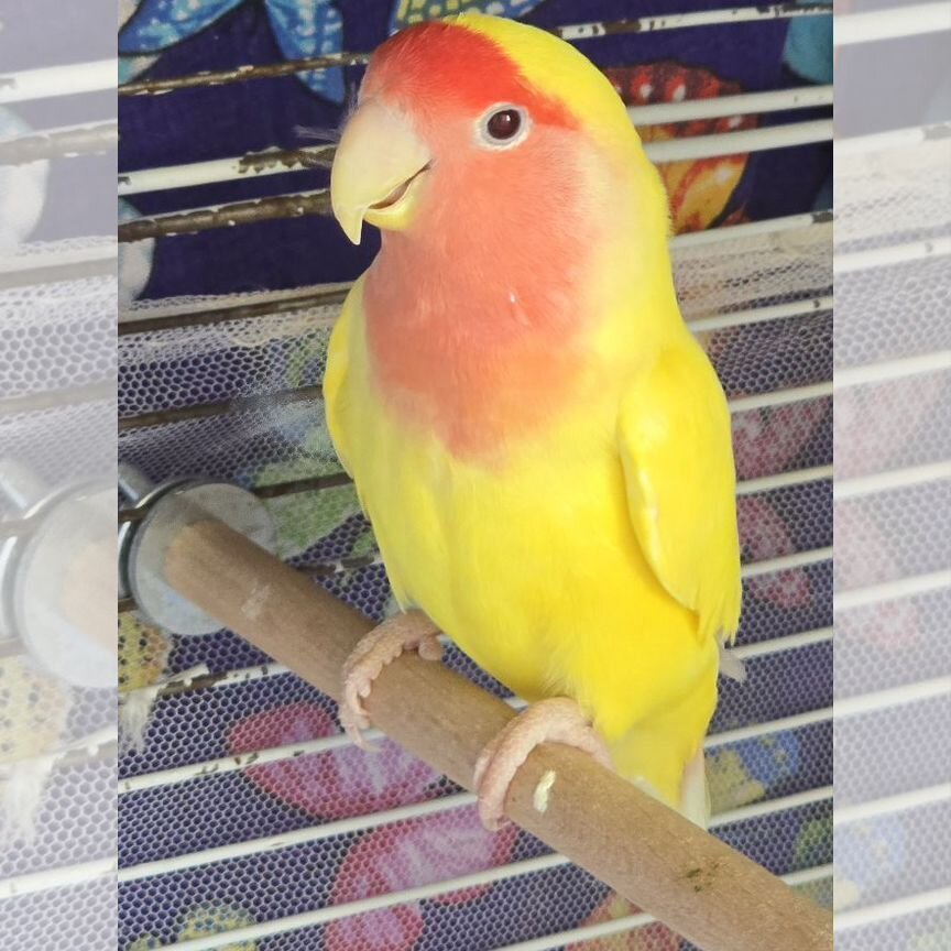 Отдам девочку неразлучника