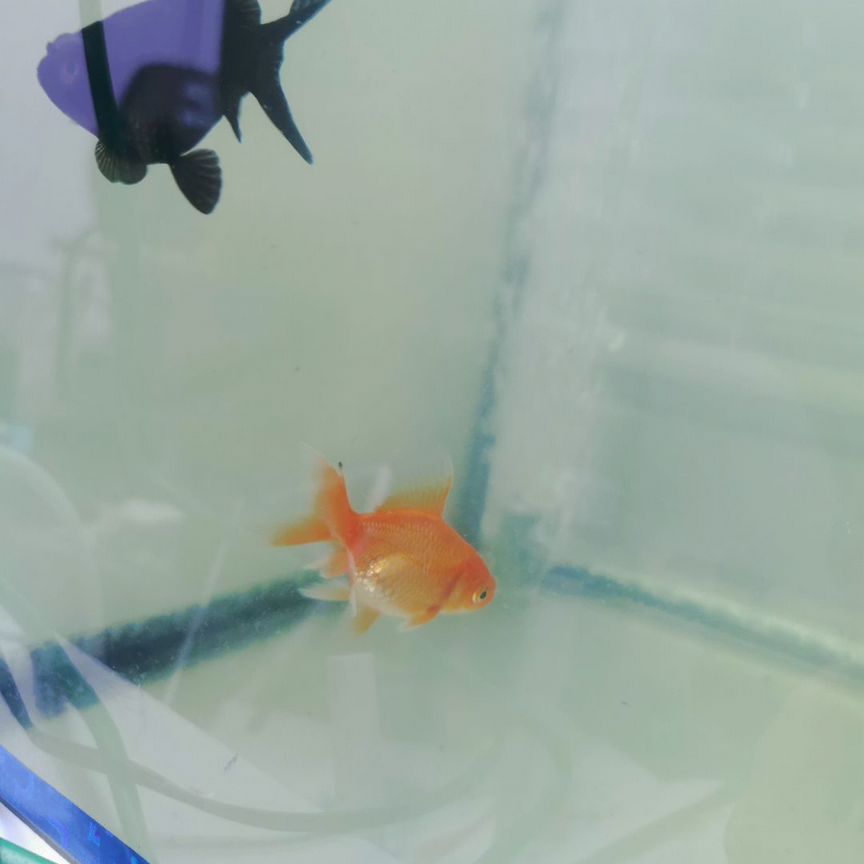 Рыба телескоп и 2 золотых