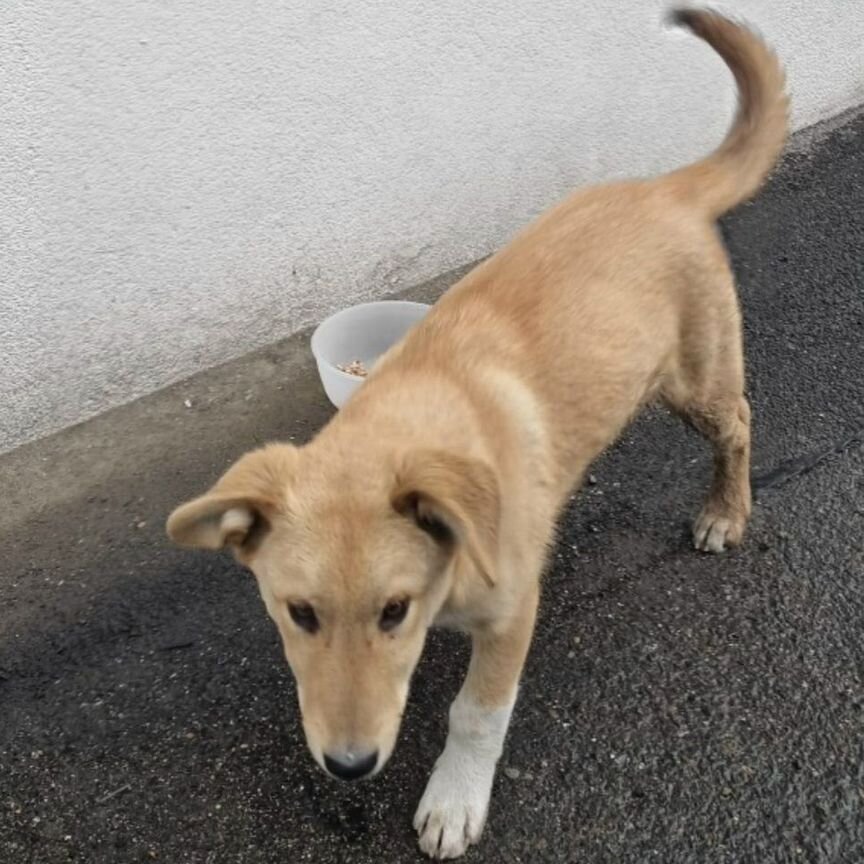 Щенок в добрые руки