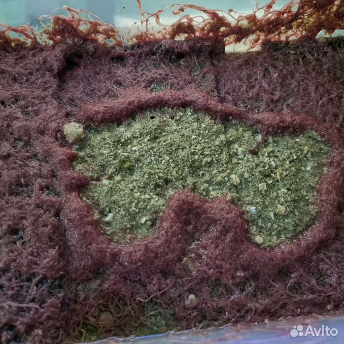 Домашний трубочник Изя