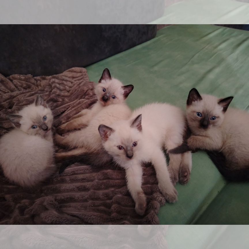 Тайский котёнок