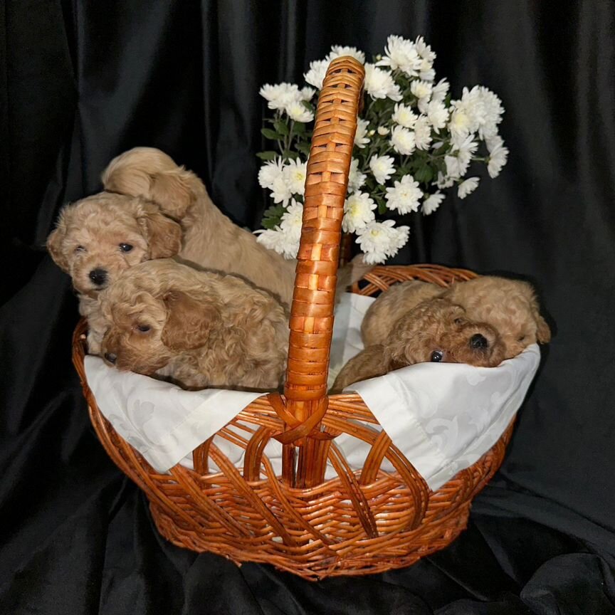 Щенки мальтипу f1b