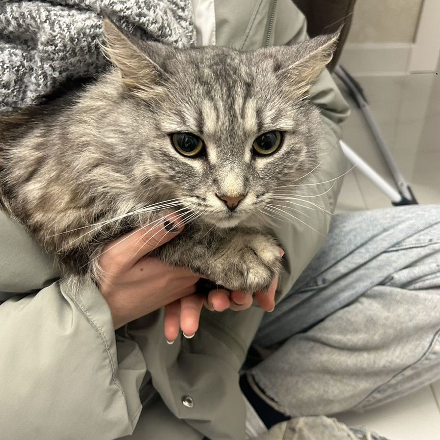 Сибирская кошка