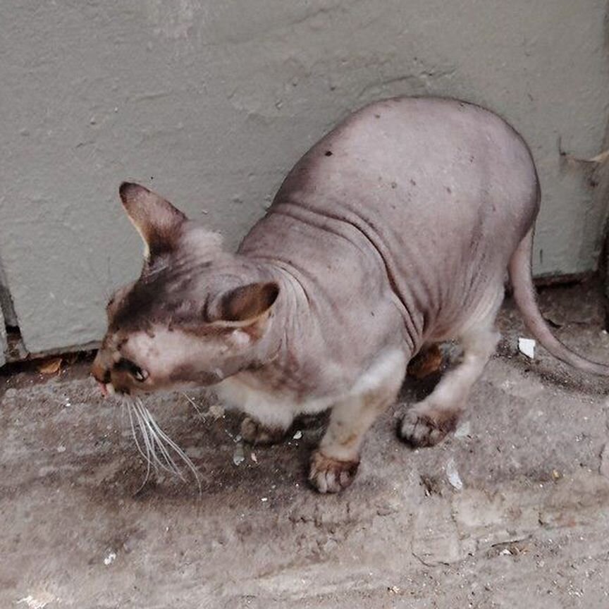 Канадский сфинкс, взрослая кошка