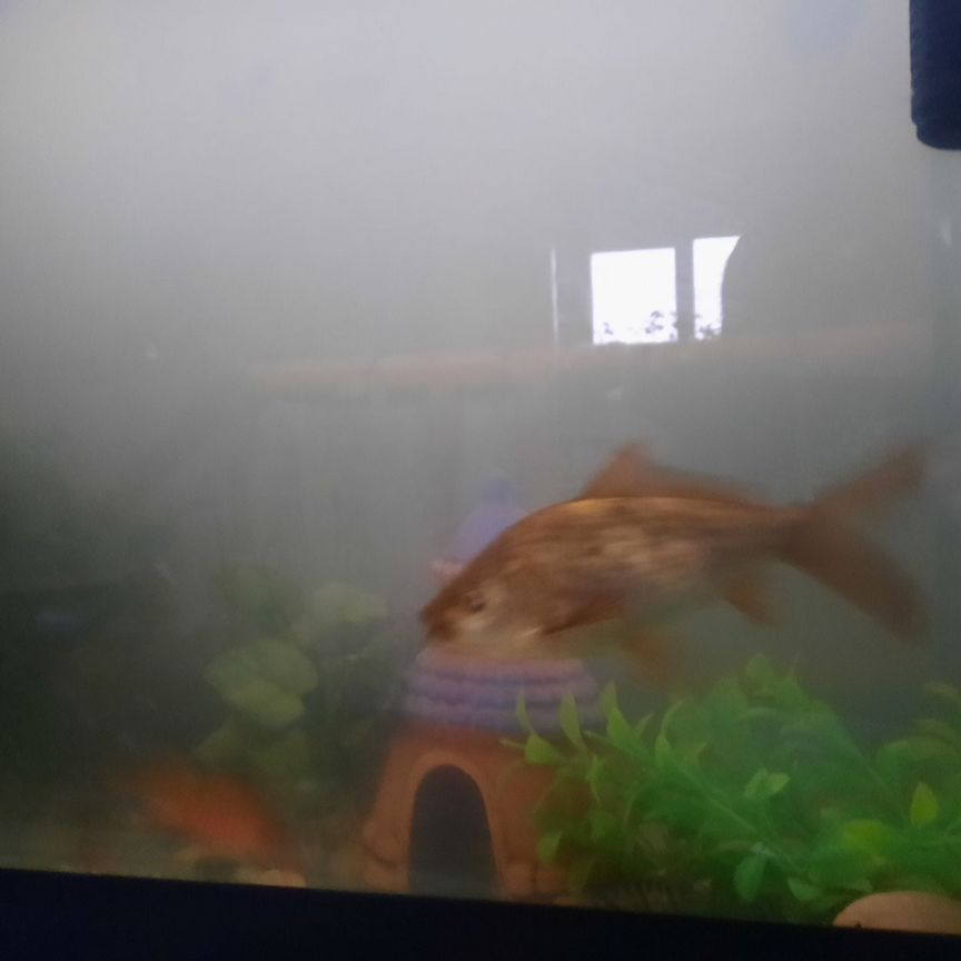 Золотистый аквариумный карась