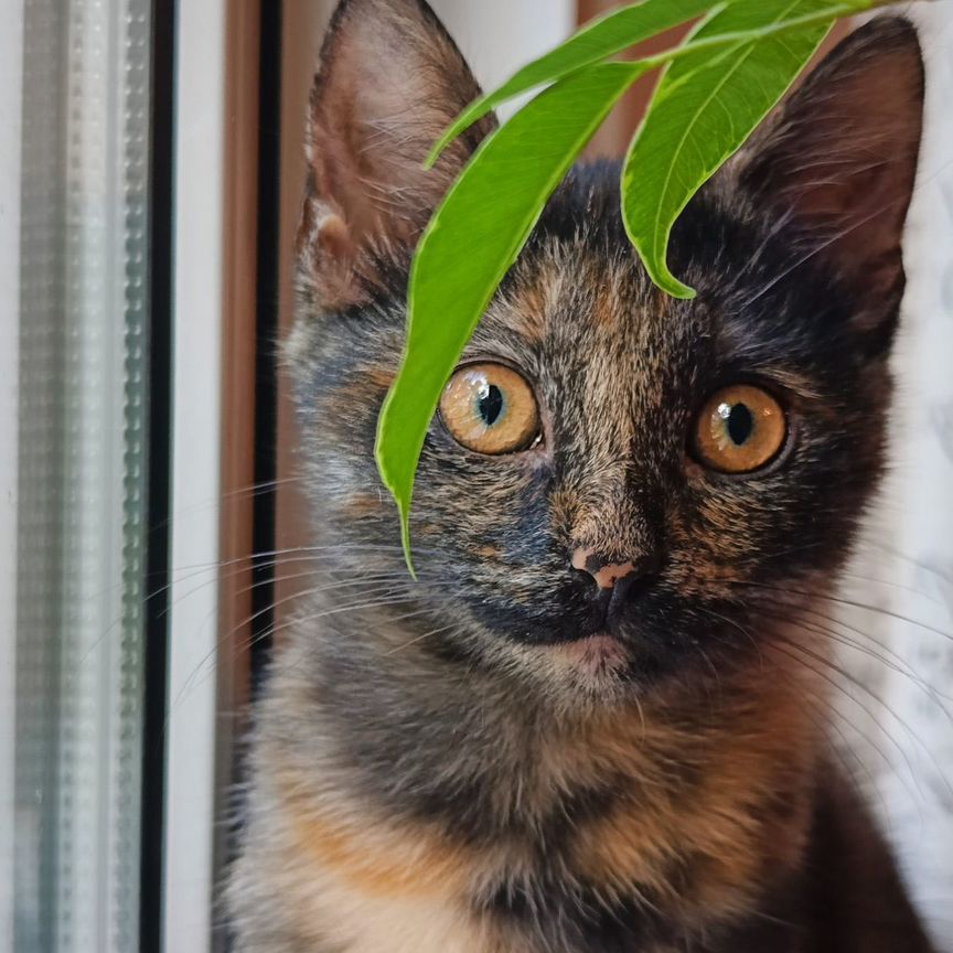 Котëнок: девочка, 5 месяцев