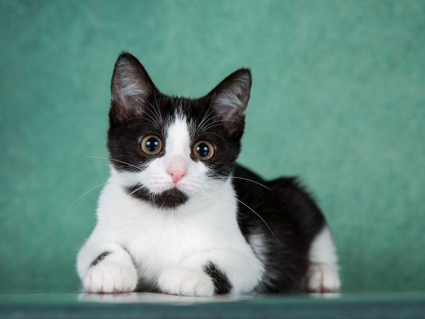 Котёнок Мяф ищет свою семью