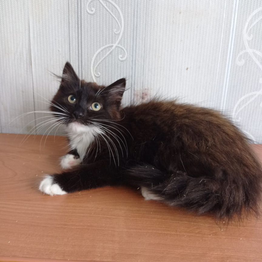 Котёнок Длиношерсткий Мальчик Бесплатно