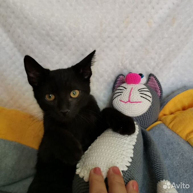 Маленькому котенку мальчику нужен дом