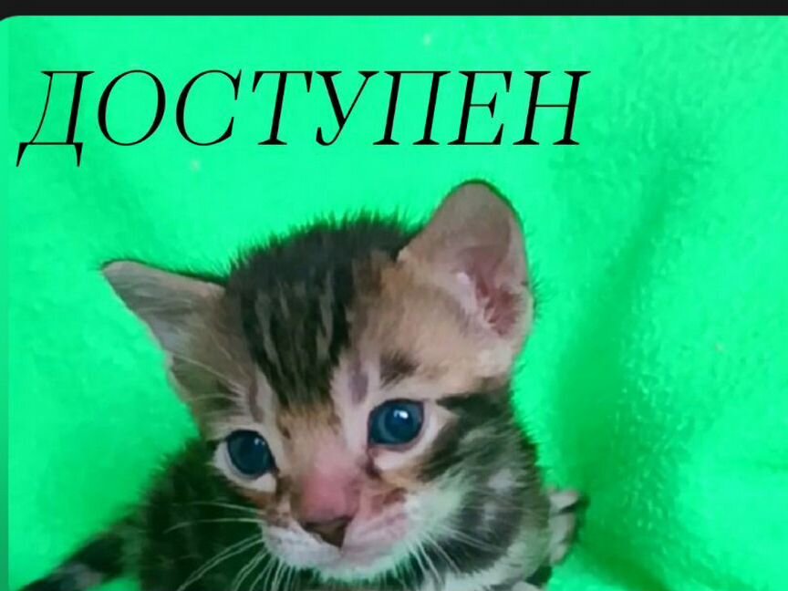 Бенгальские котята с документами