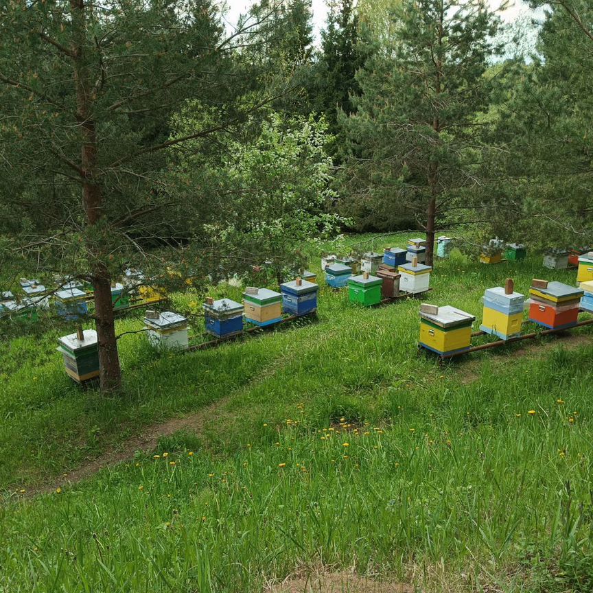 Продам пасеку 50 семья с уликам, парода карника