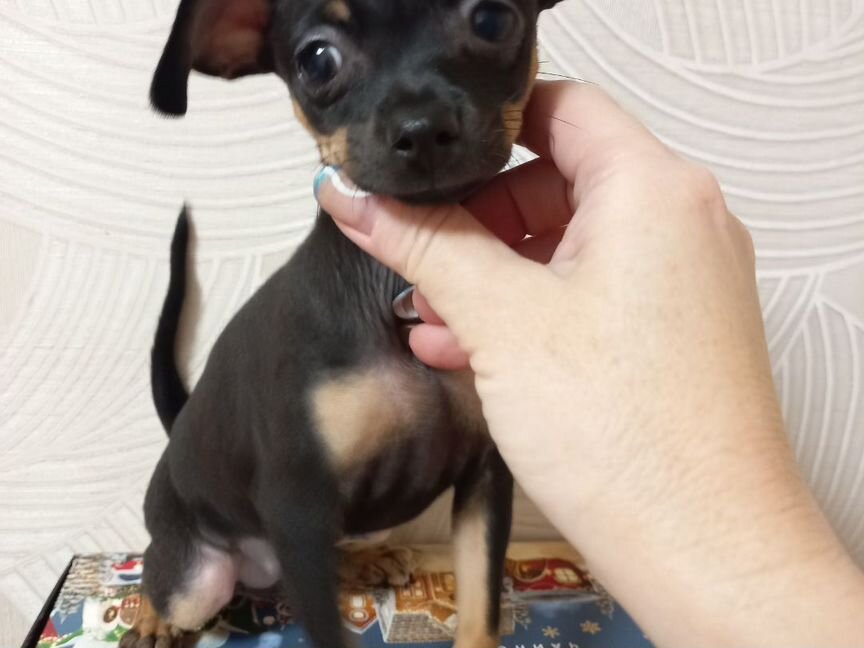 Той-терьер щенки