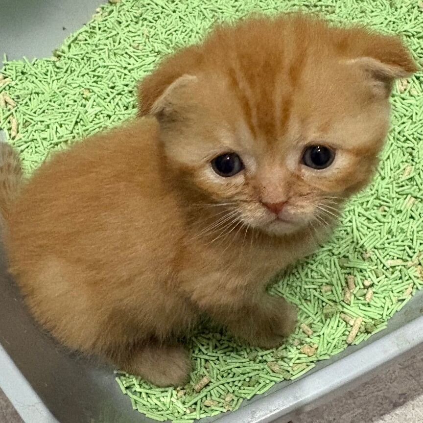 Экзотический короткошёрстный котёнок