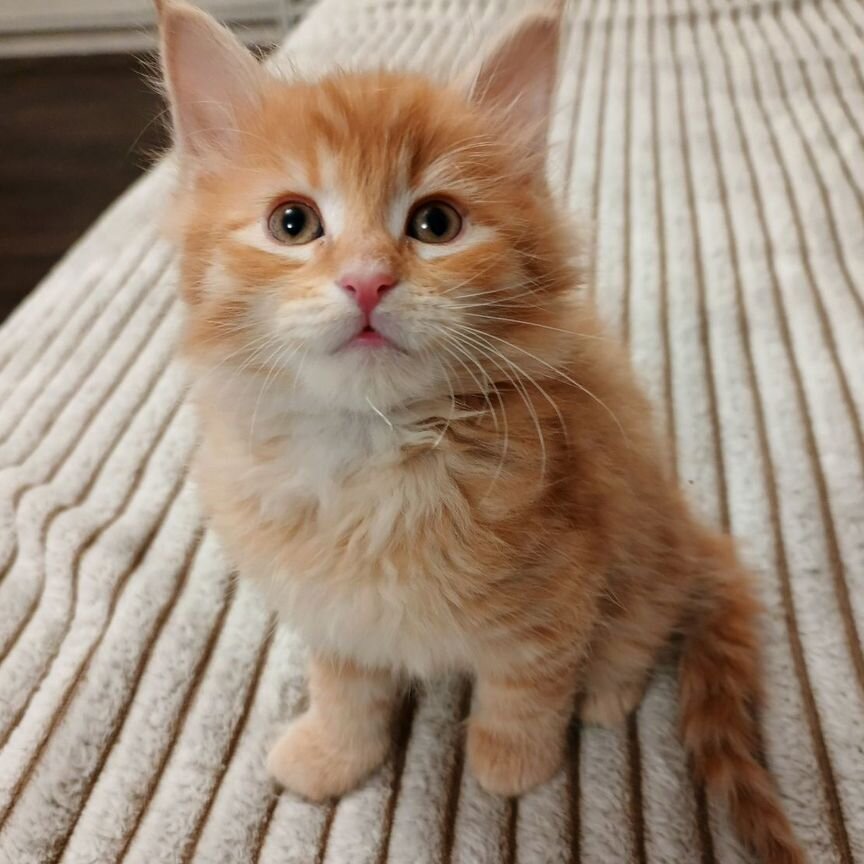 Мейн-кун котёнок