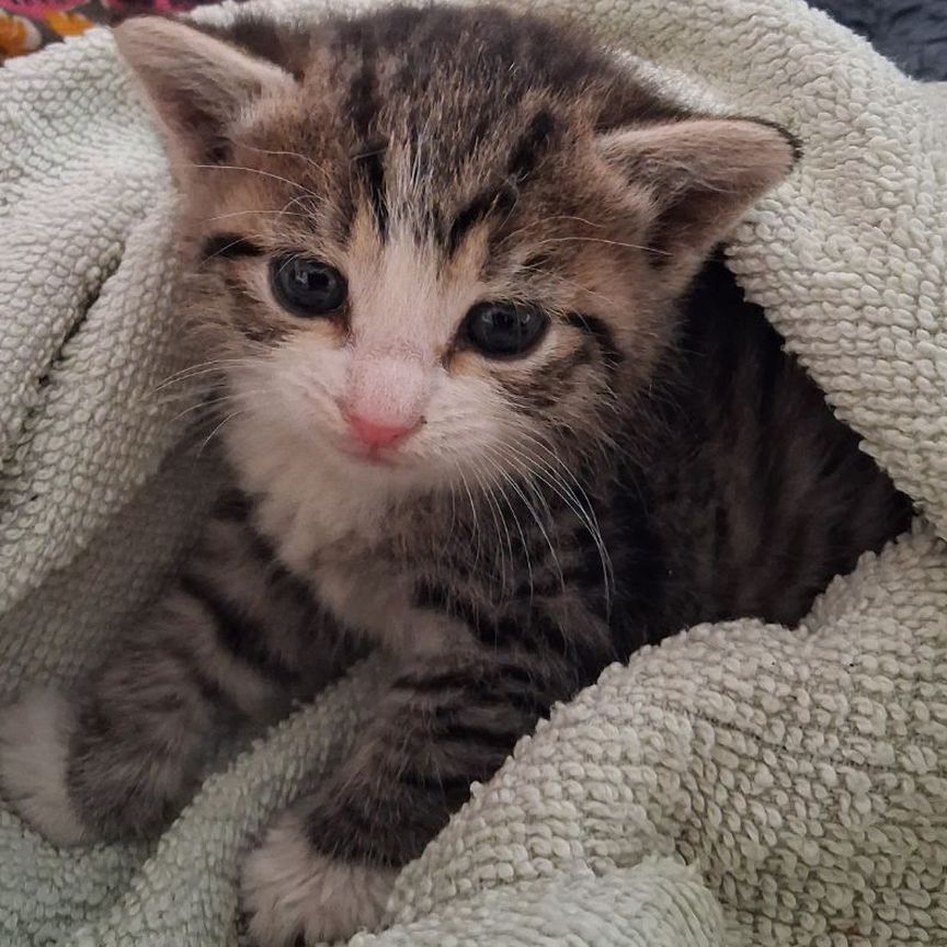 Котёнок в добрые руки