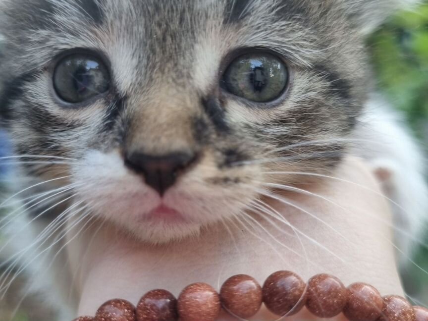 Кошкины дети