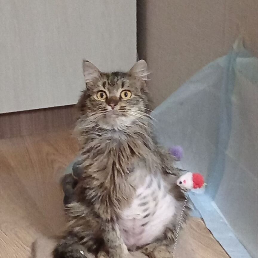 Кот