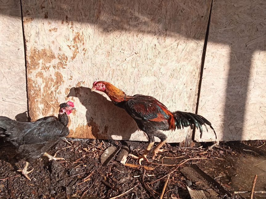 Продам бойцового петю