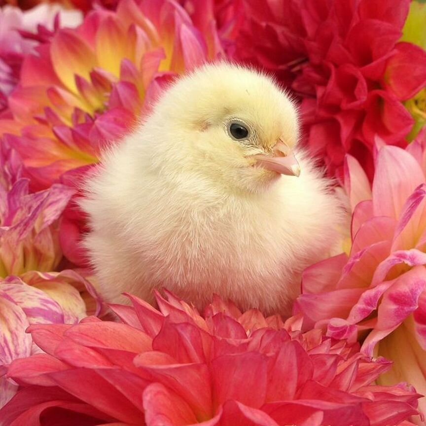 Цыплята бройлеры кобб 700