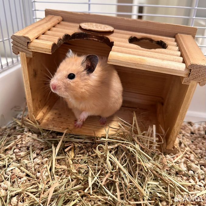 Ласковый хомячок с клеткой