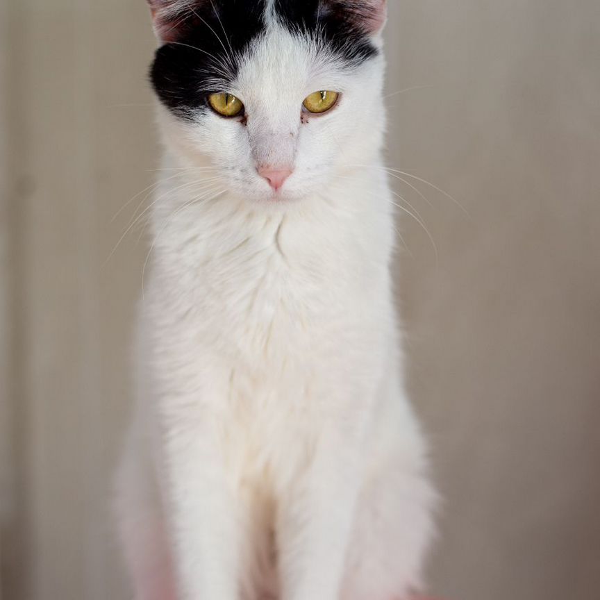 Котик Томас ищет дом