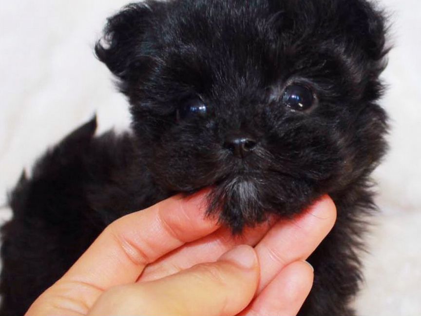 В добрые ручки f1 мальтипу