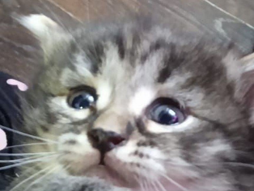 Котята