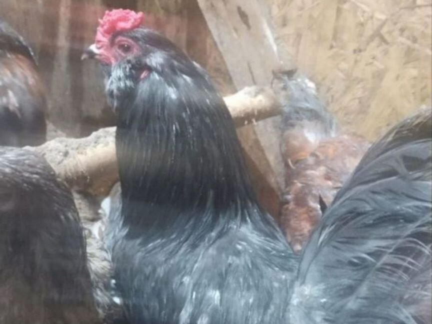 Петух брама, кохин карликовый, амераукана