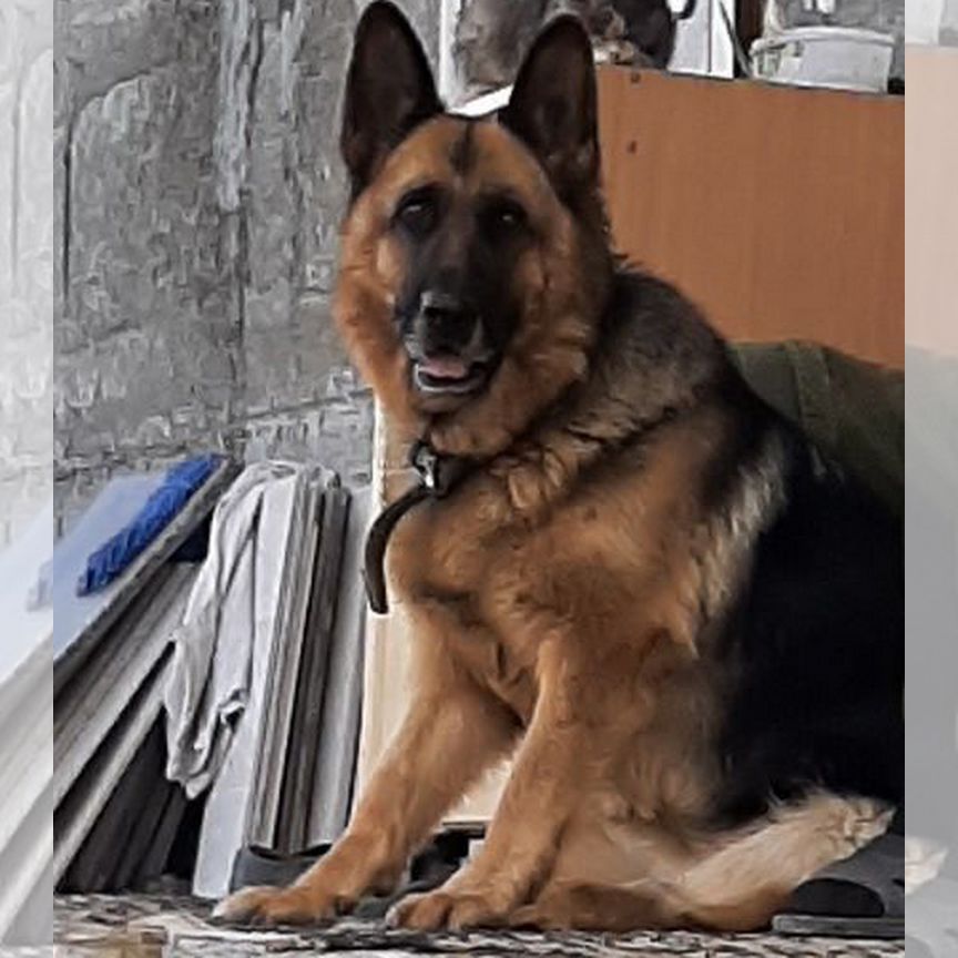 Немецкая овчарка, взрослая собака