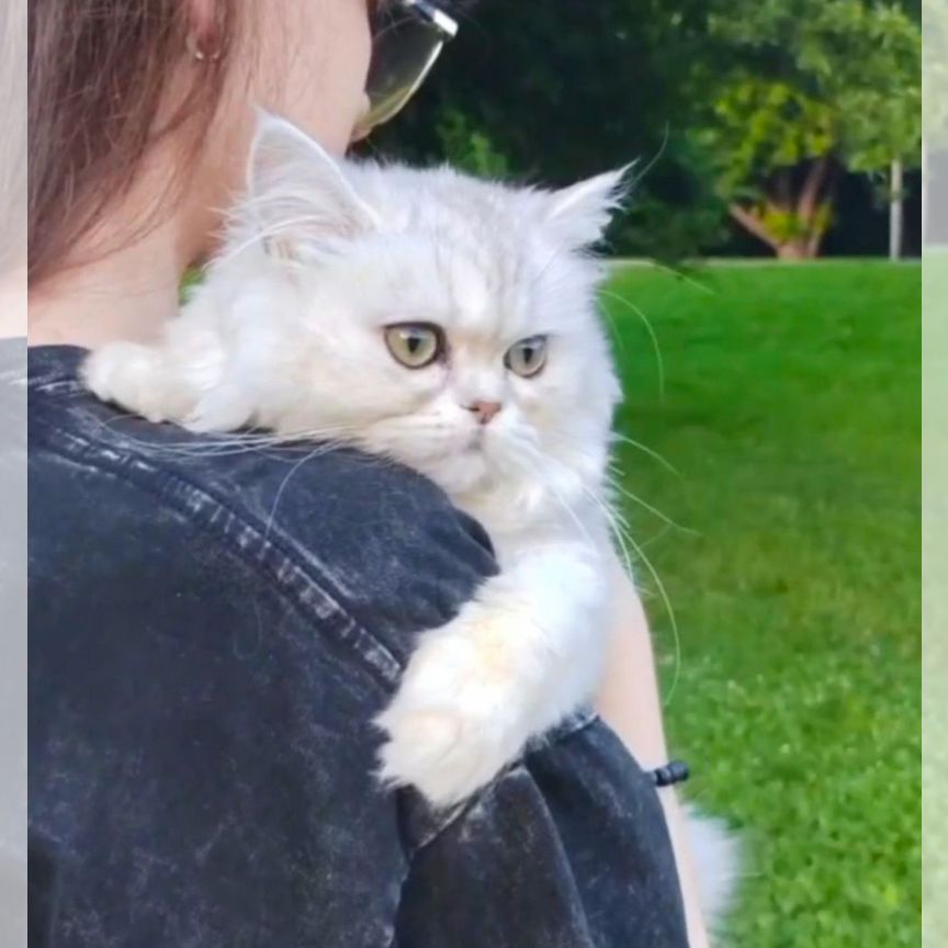 Персидский котёнок