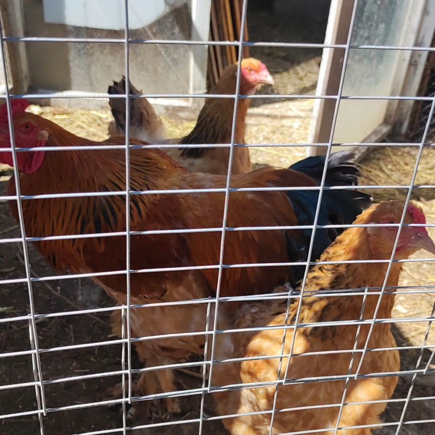 Семья брамы (крупные) 2024г,7января. рождения