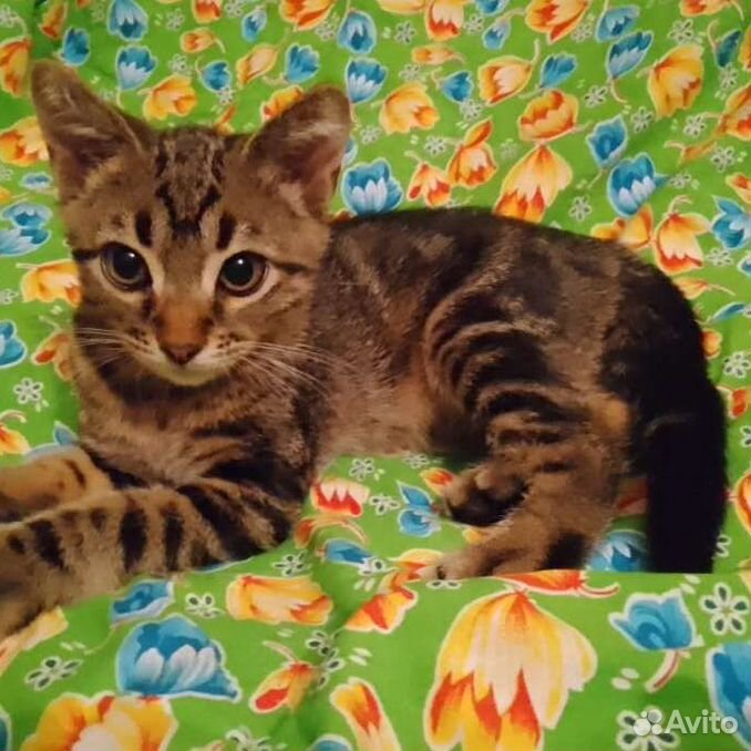 Мальчик котик 3.2 месяца в приюте