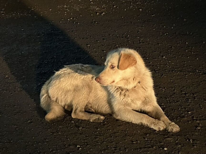 Помесь лабрадора